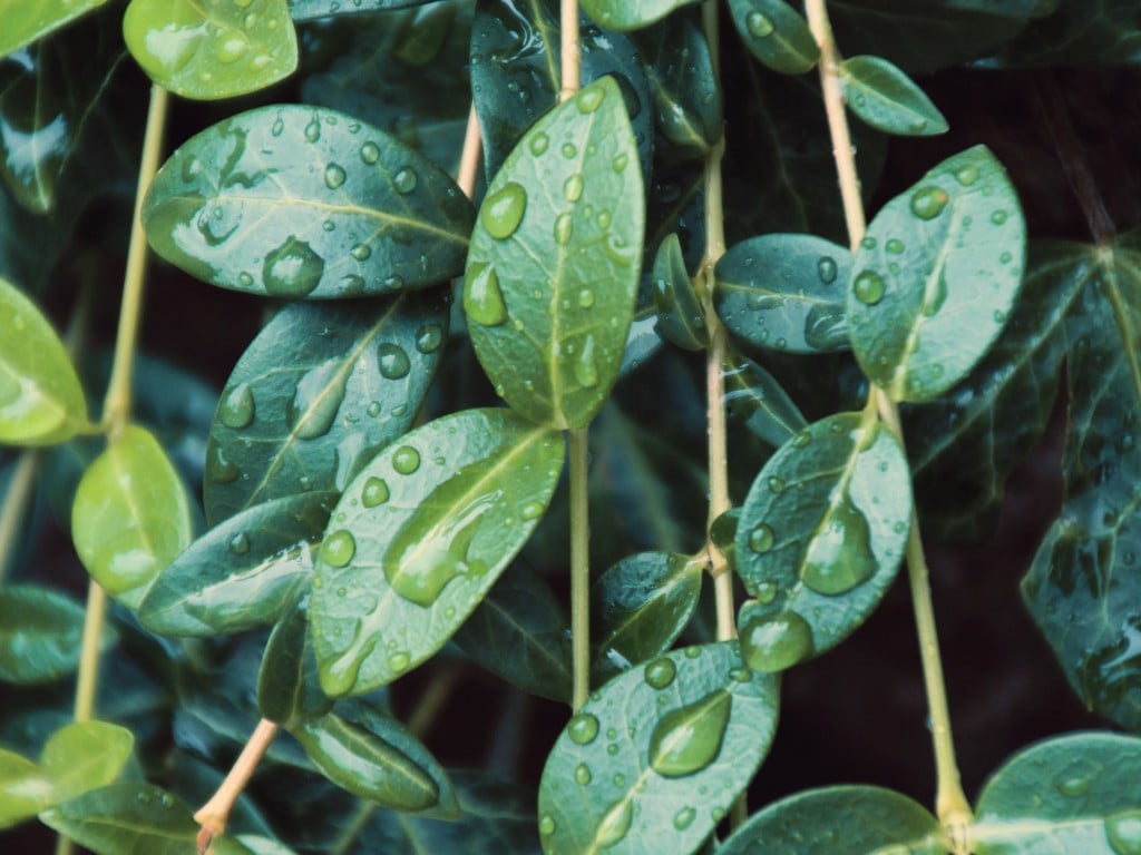 Ahead of the Climate Curve: Leveraging climate transition planning to ...